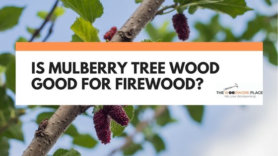 Is Mulberry Tree Wood Good For Firewood? | The Woodwork Place