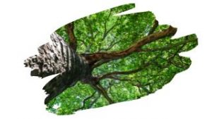 Is Silver Maple Wood Good Firewood? | The Woodwork Place