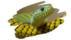 Is There A Reptile Safe Paint You Can Use On An Enclosure?